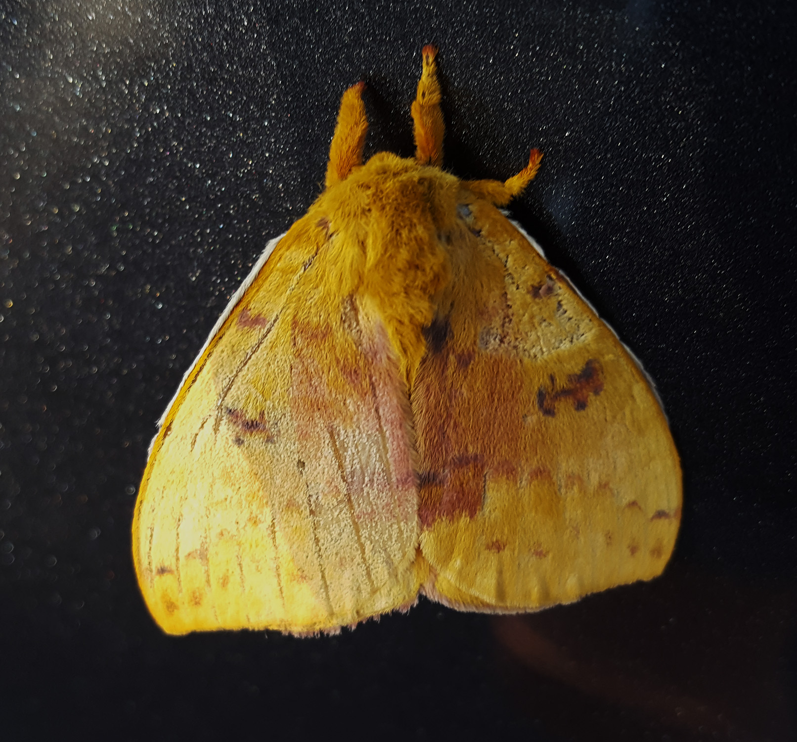 Imperial Moth – Shadowfax on the Road